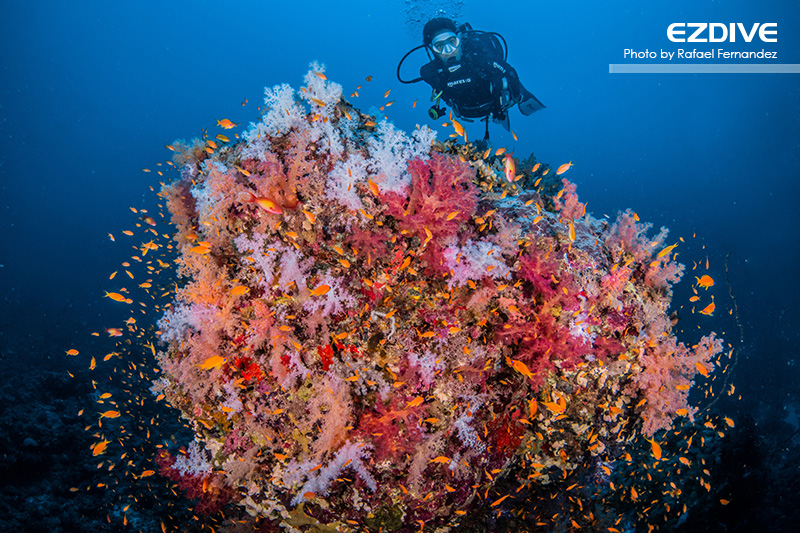 The Sudanese Red Sea – EZDIVE．易潛雙語潛水雜誌．易潜双语潜水杂志