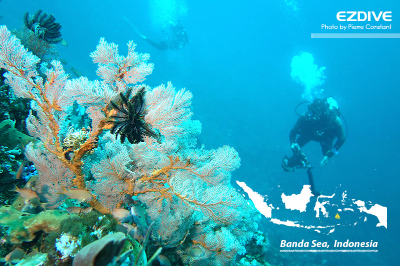 Forgotten Islands of the Banda Sea – EZDIVE．易潛雙語潛水雜誌．易潜双语潜水杂志
