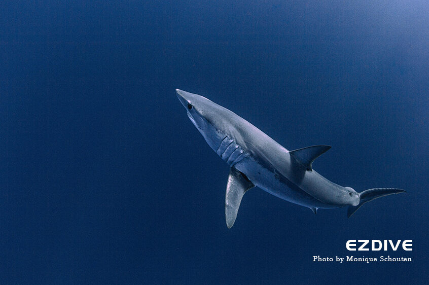 The Shortfin Mako Shark – the Pelagic Shark of Speed, Stealth and ...