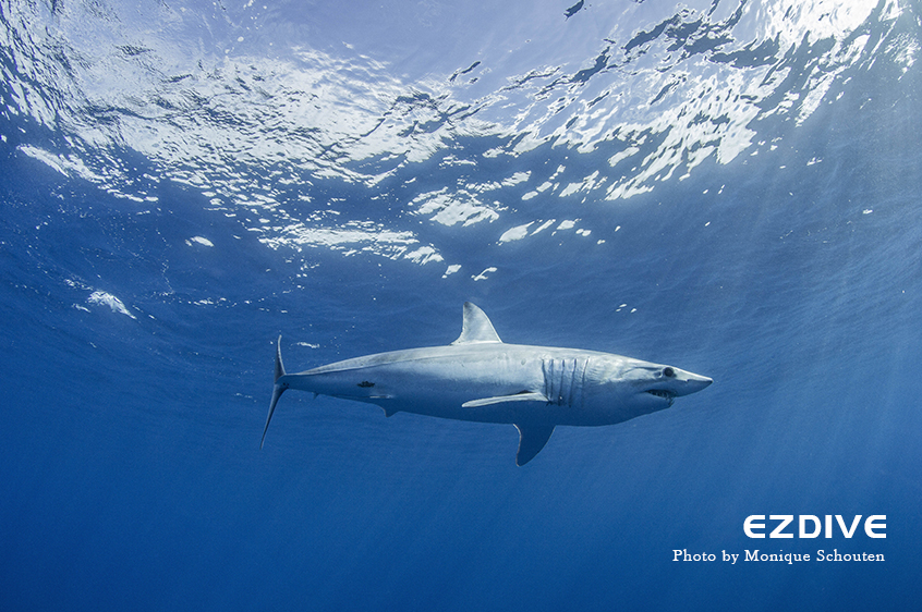 The Shortfin Mako Shark – the Pelagic Shark of Speed, Stealth and ...