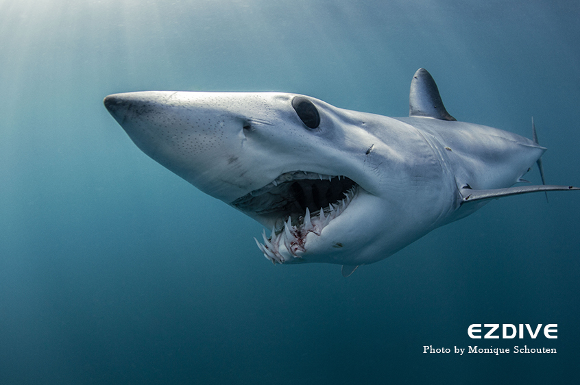 The Shortfin Mako Shark – the Pelagic Shark of Speed, Stealth and ...