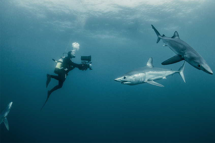 The Shortfin Mako Shark – the Pelagic Shark of Speed, Stealth and ...