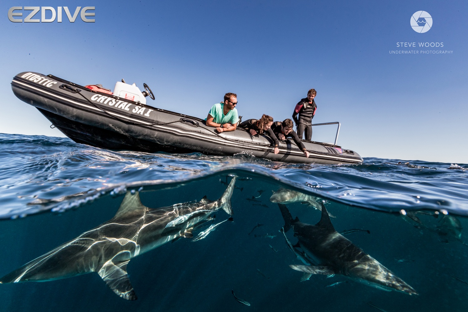 Saving Sharks, Saving Oceans: The Critical Connection – EZDIVE．易潛雙語潛水雜誌 ...